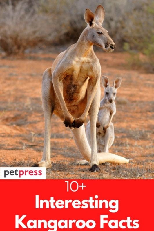 10+ Interesting Kangaroo Facts That You May Not Know