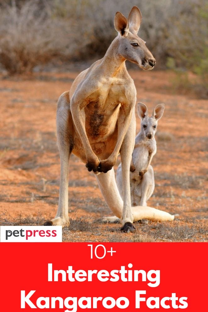 10+ Interesting Kangaroo Facts That You May Not Know