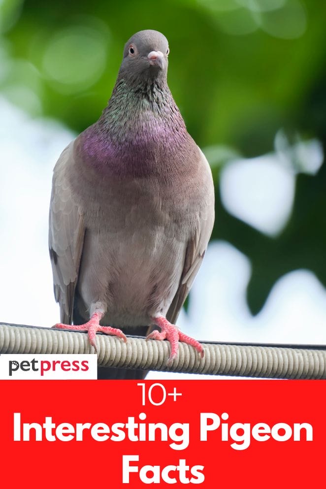 Discover The World of Pigeons: 10+ Interesting Pigeon Facts