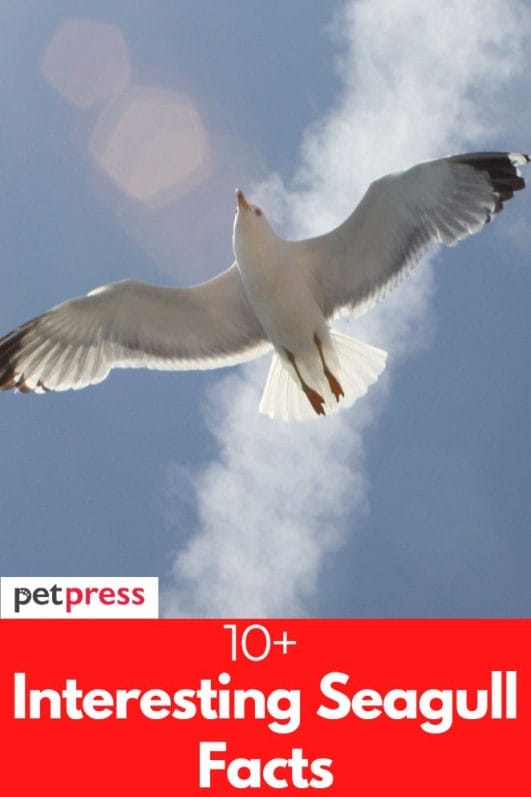 Exploring the World of Seagulls: 10+ Interesting Seagull Facts