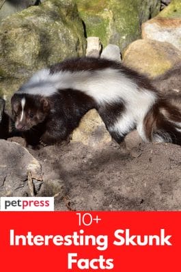 10+ Interesting Skunk Facts and Their Adaptations To Survive