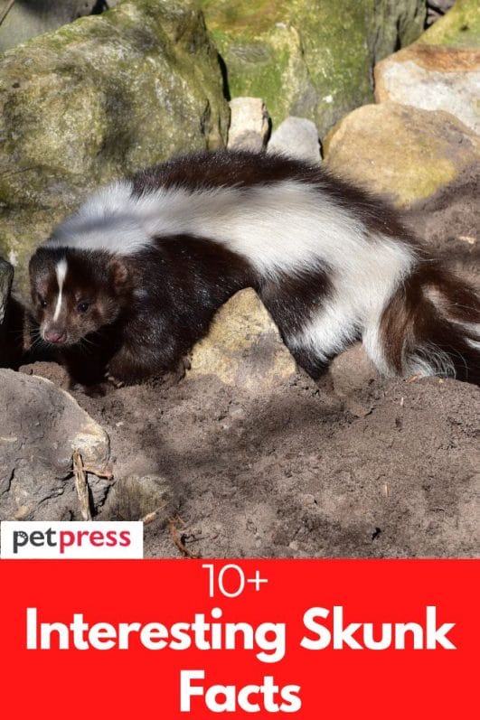 10+ Interesting Skunk Facts and Their Adaptations To Survive