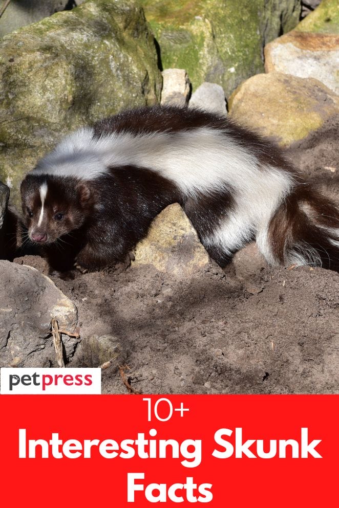 10+ Interesting Skunk Facts and Their Adaptations To Survive