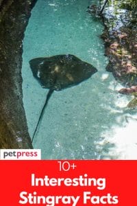10+ Interesting Stingray Facts: The Fascinating World of Stingrays