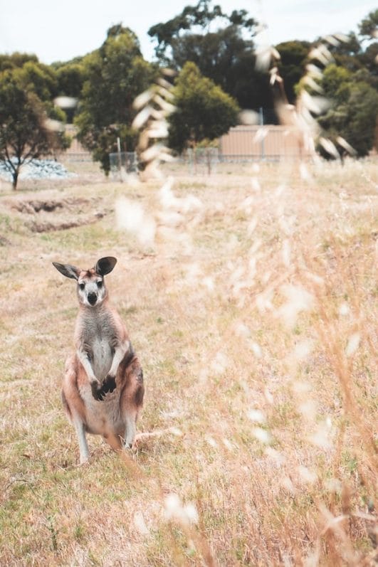 10+ Interesting Kangaroo Facts That You May Not Know