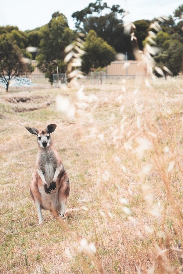 10+ Interesting Kangaroo Facts That You May Not Know