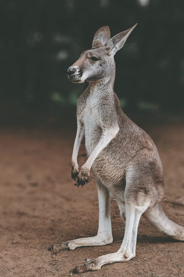 10+ Interesting Kangaroo Facts That You May Not Know