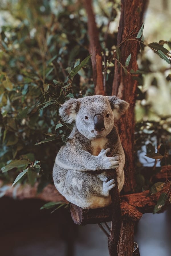 10+ Interesting And Fascinating Koala Facts You May Not Know