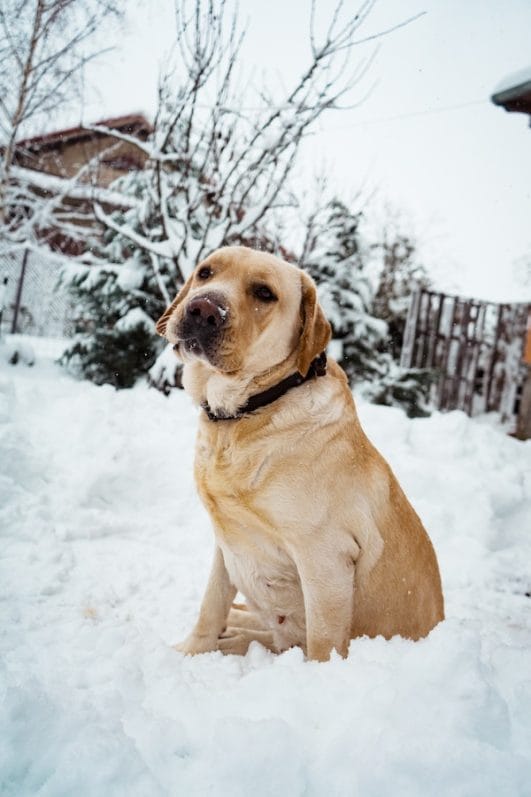3 Types of Labrador Retrievers - Which Type is Right for You?
