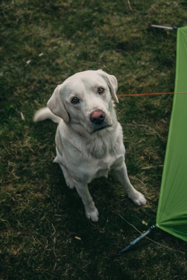 3 Types of Labrador Retrievers - Which Type is Right for You?