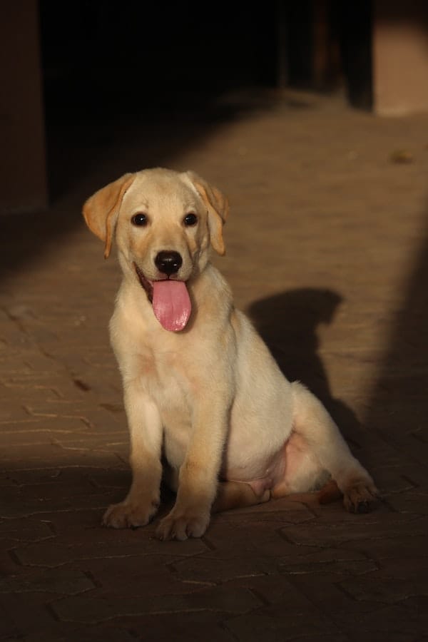 3 Types of Labrador Retrievers - Which Type is Right for You?