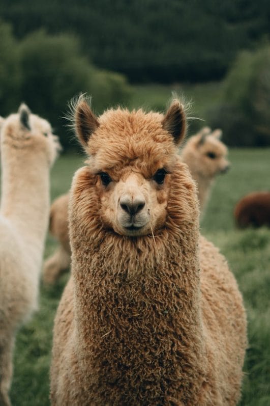 10+ Interesting Llamas Facts That Are Fascinating