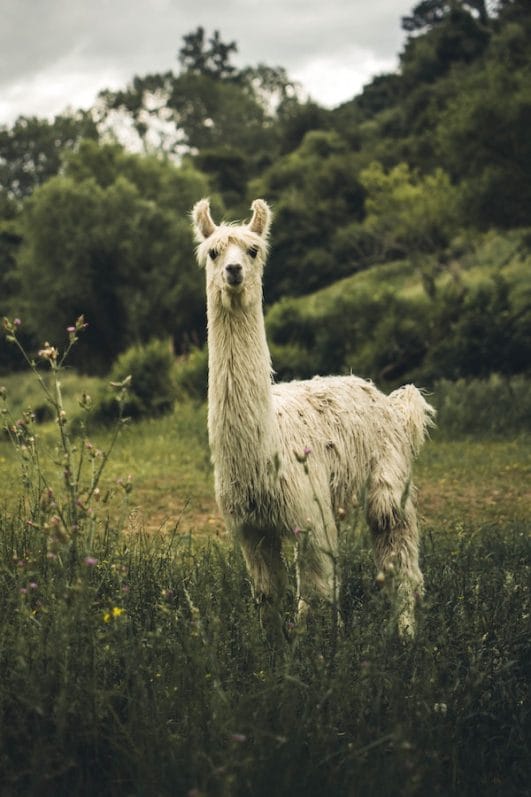10+ Interesting Llamas Facts That Are Fascinating