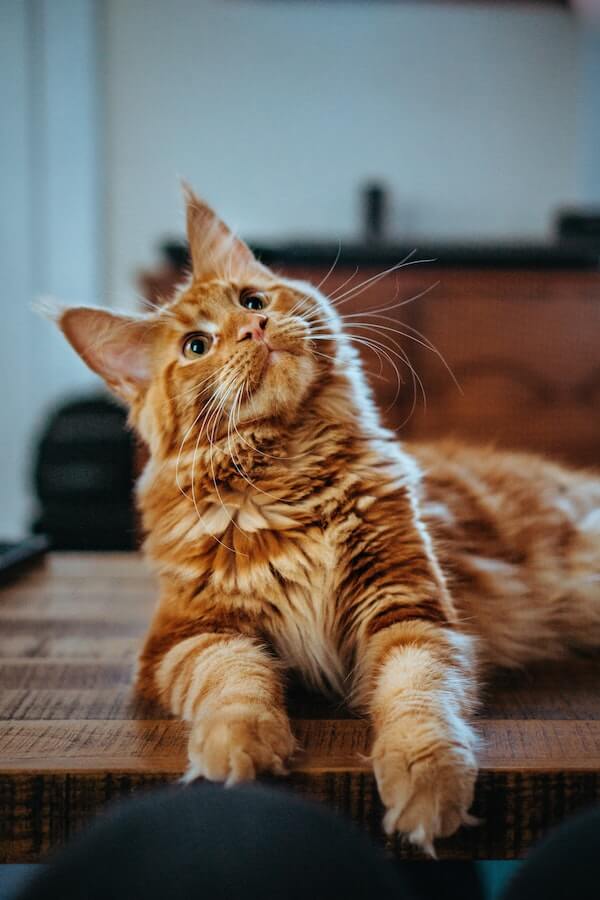 9 Loyal Cat Breeds That Will Love You Forever