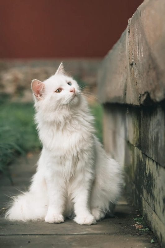 9 Loyal Cat Breeds That Will Love You Forever