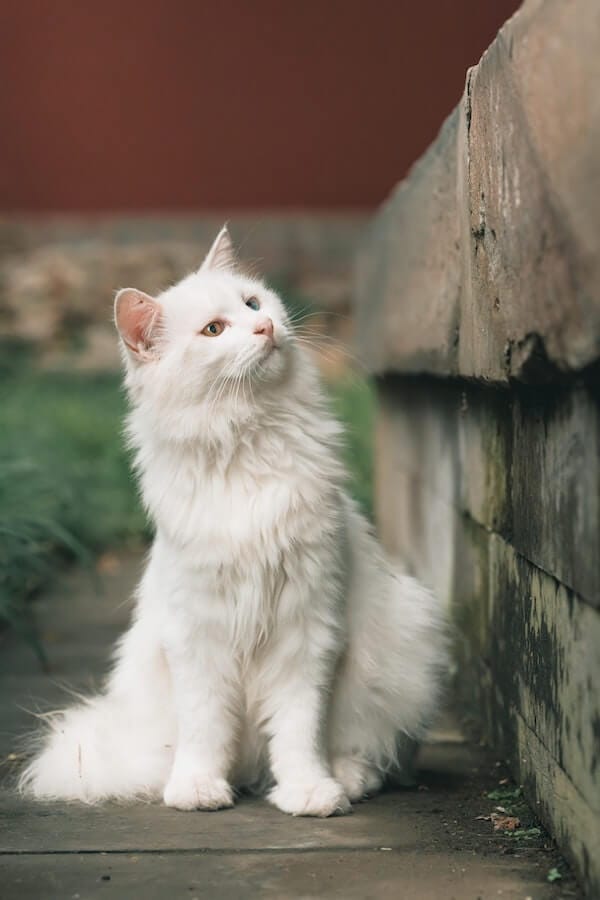 9 Loyal Cat Breeds That Will Love You Forever