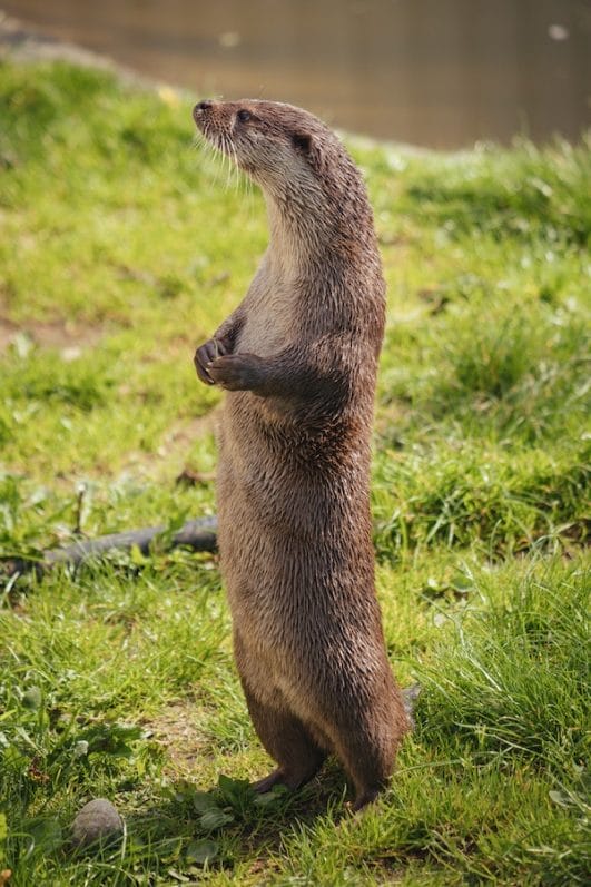 10+ Interesting Otter Facts: The World of Cute Aquatic Mammals