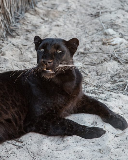 10+ Interesting and Fascinating Panther Facts You Should Know