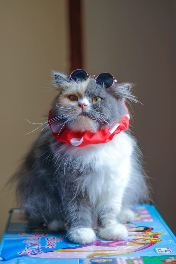 Top 8 Social Cat Breeds Perfect for Every Family Home