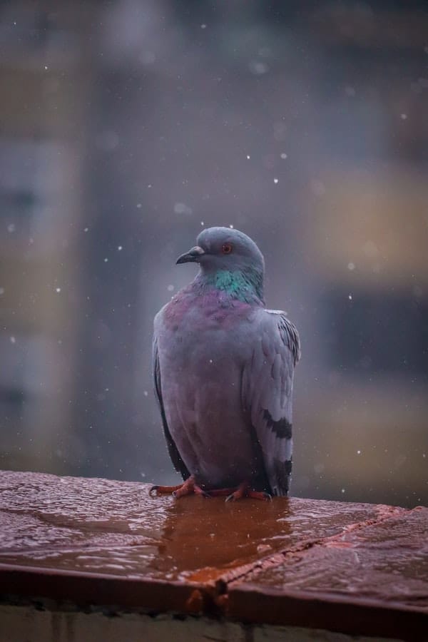 Discover The World of Pigeons: 10+ Interesting Pigeon Facts