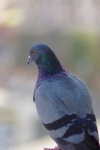 Discover The World of Pigeons: 10+ Interesting Pigeon Facts