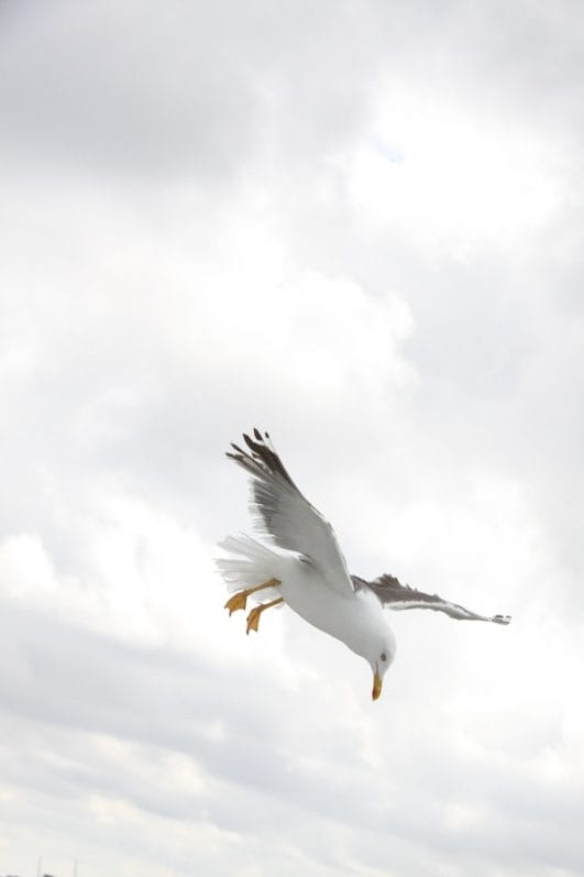 Exploring the World of Seagulls: 10+ Interesting Seagull Facts