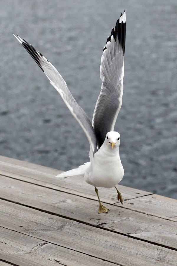 Exploring the World of Seagulls: 10+ Interesting Seagull Facts