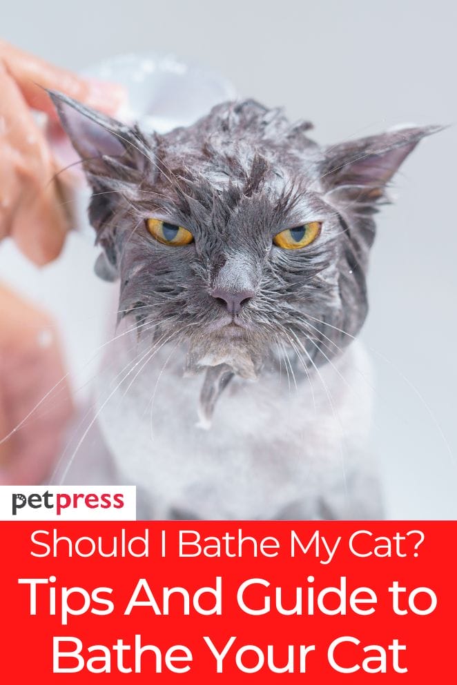 Should I Bathe My Cat? The Ultimate Guide to Bathing Cats Should I Bathe My Cat? The Ultimate Guide to Bathing Cats