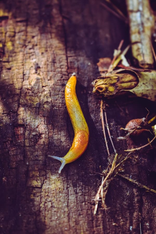 Slime and Slimy: 10+ Interesting Slug Facts You Should Know