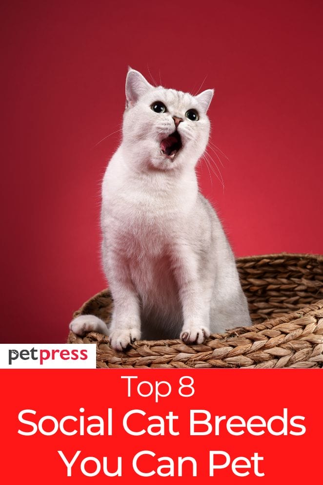 Top 8 Social Cat Breeds Perfect for Every Family Home