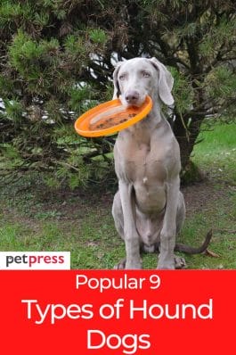 The Perfect Family Pet: 9 Popular Types of Hound Dogs