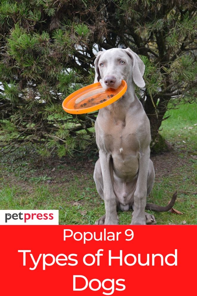 The Perfect Family Pet: 9 Popular Types of Hound Dogs