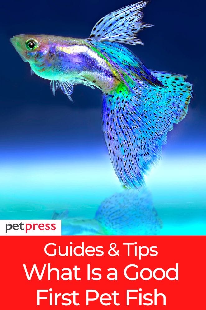 Guide And Tips - What Is a Good First Pet Fish?