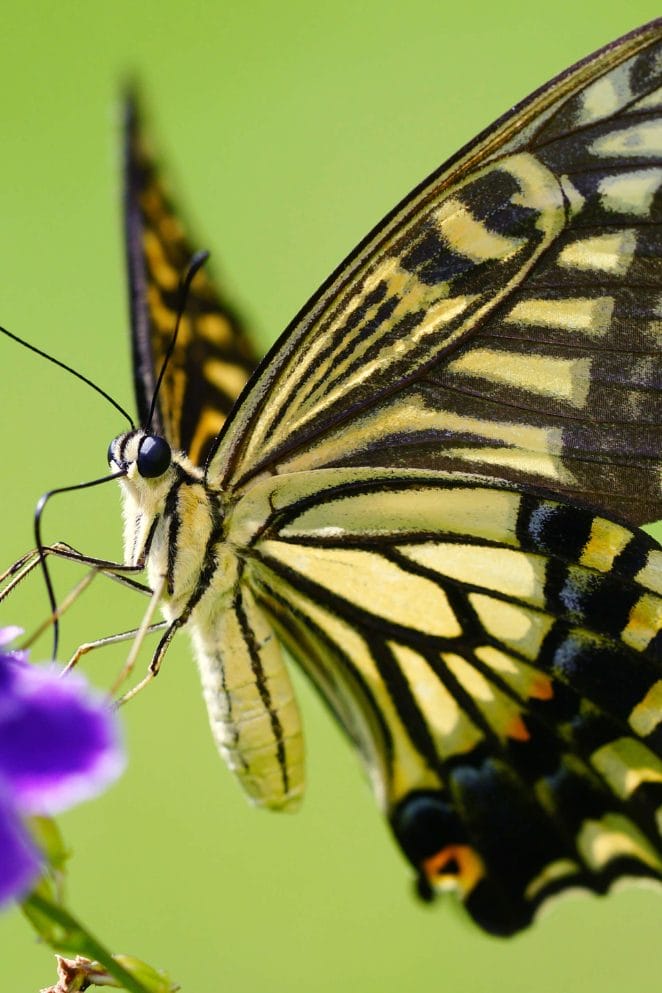 Incredible Animals Starting With X You Never Knew Existed!