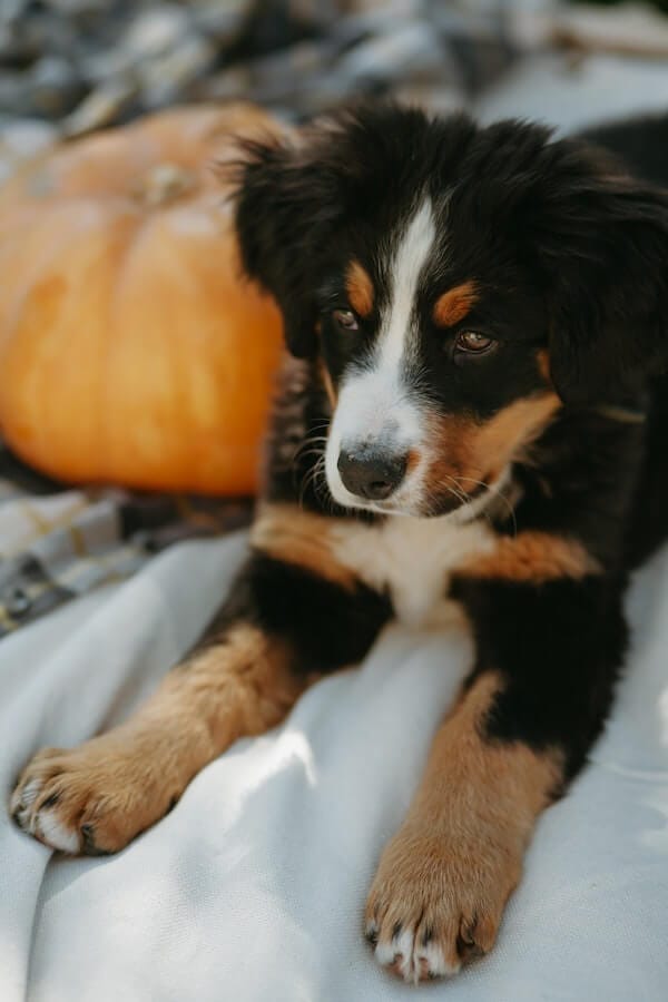 Top 157 Best Bernese Mountain Dog Names