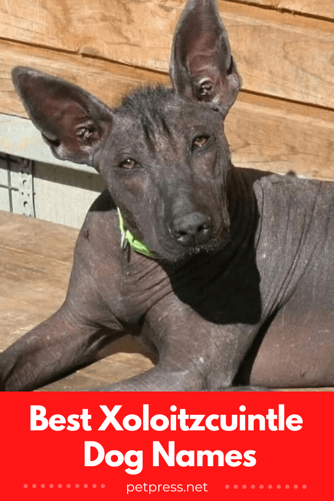 Top 140 Best Xoloitzcuintle Dog Names