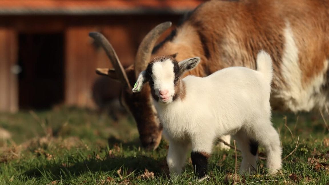 10+ Interesting And Fascinating Goat Facts That You Should Know