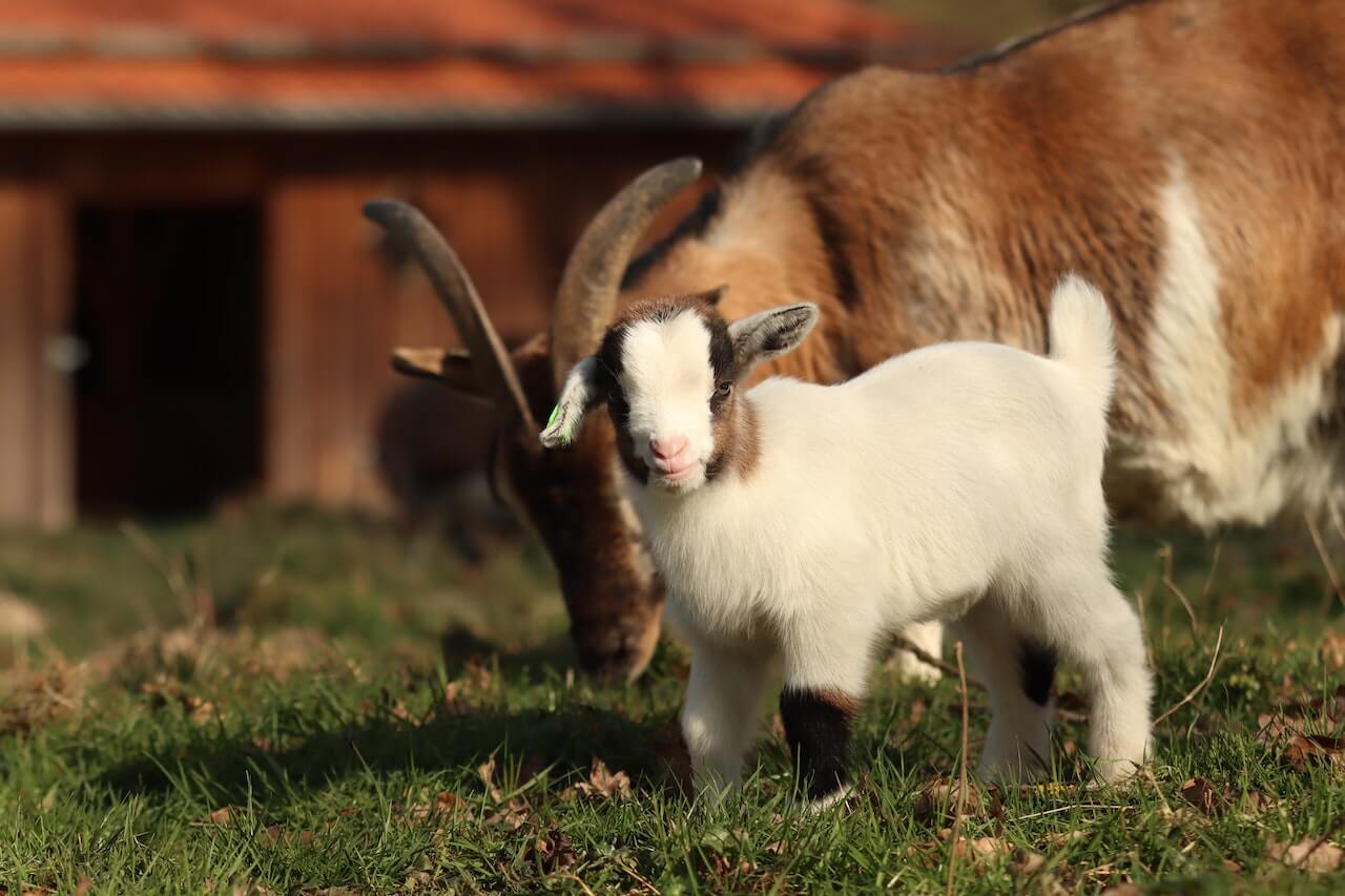 A Pet Parent's Guide to the Best Goat Breeds for Your Backyard