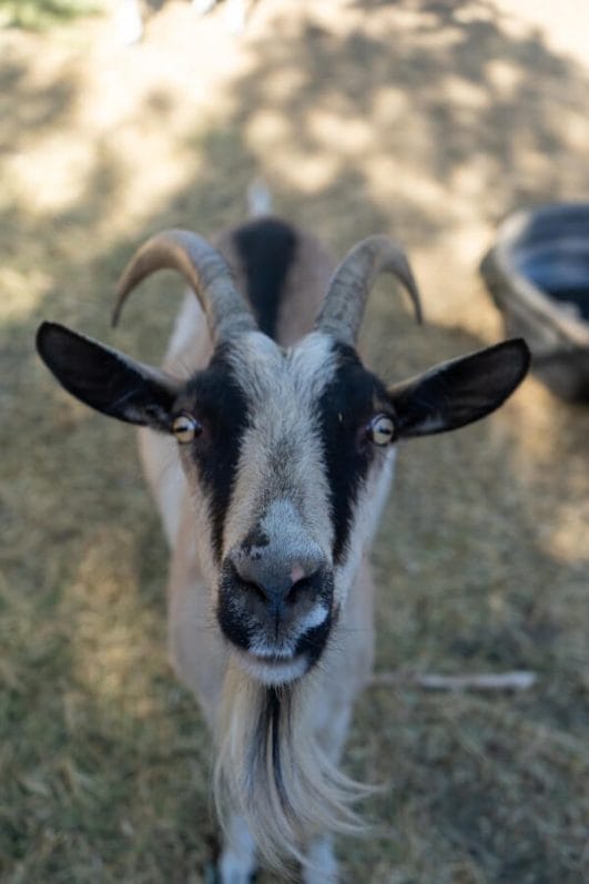 A Pet Parent's Guide to the Best Goat Breeds for Your Backyard