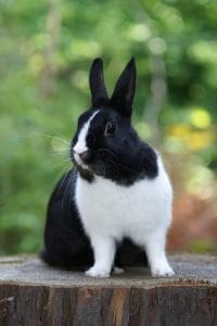 Everything You Need to Know About Black Rabbit Breeds