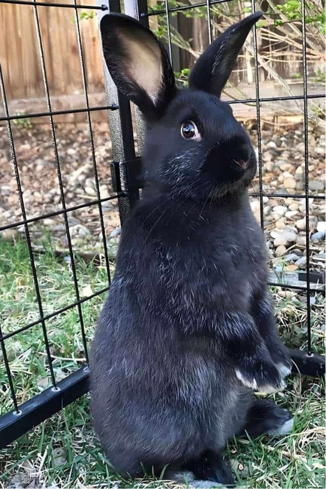 Everything You Need to Know About Black Rabbit Breeds