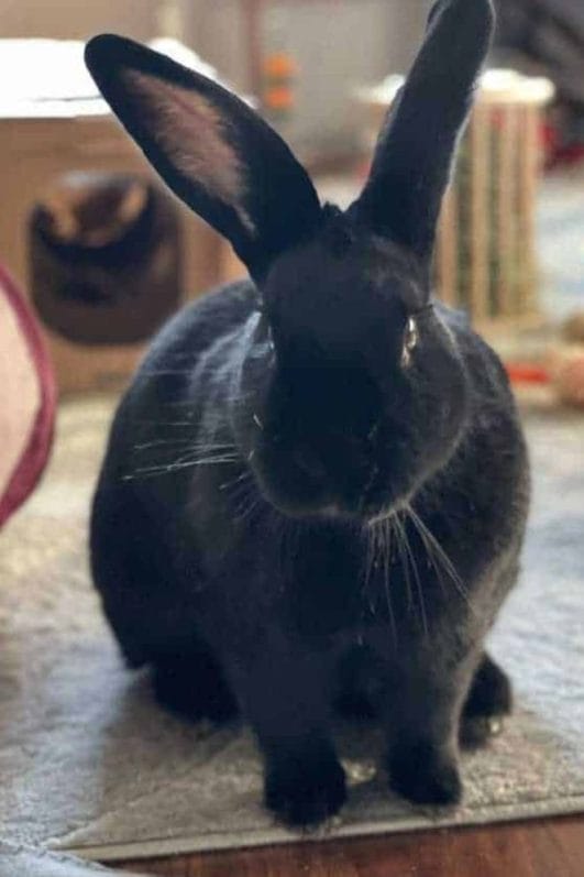 Everything You Need to Know About Black Rabbit Breeds