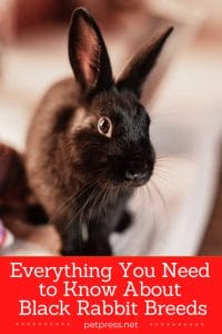 Everything You Need to Know About Black Rabbit Breeds