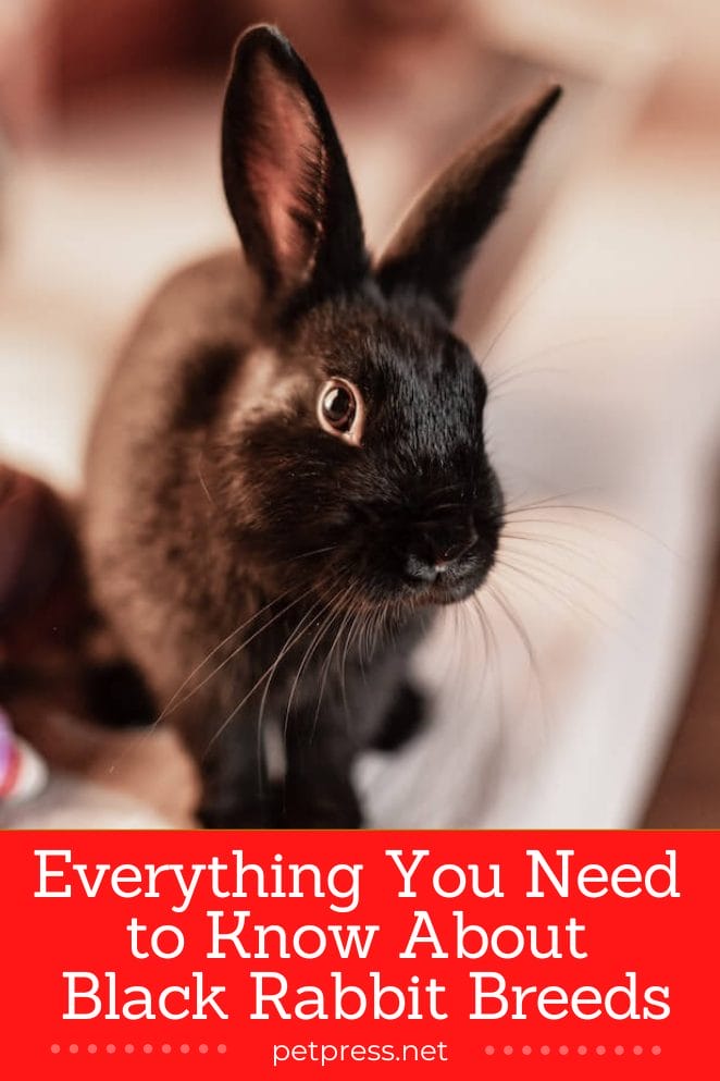 Everything You Need to Know About Black Rabbit Breeds