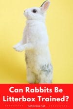 Rabbit Training 101: Can Rabbits Be Litterbox Trained?