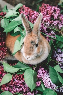 Rabbit Training 101: Can Rabbits Be Litterbox Trained?