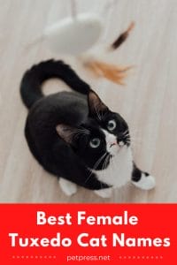 Top 75 Best Female Tuxedo Cat Names