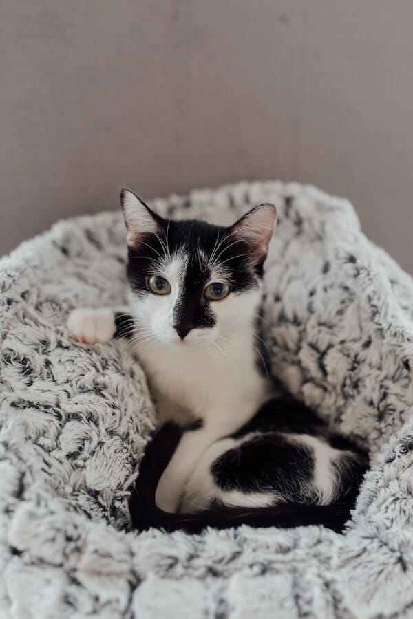 Top 75 Best Female Tuxedo Cat Names Top 75 Best Female Tuxedo Cat Names