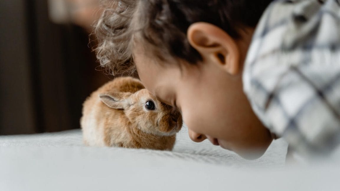 The Ultimate Guide to Picking Up Your Pet Rabbit Like a Pro!