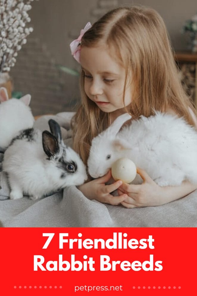 7 Friendliest Rabbit Breeds for Pet Parents: As Rated by PetPress